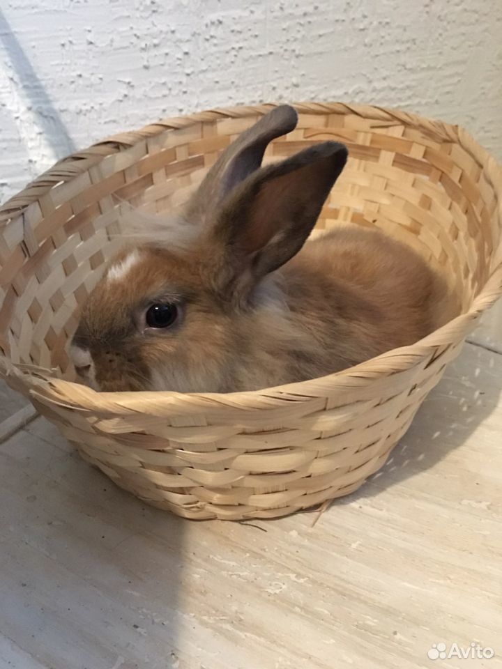 Ангорские крольчата