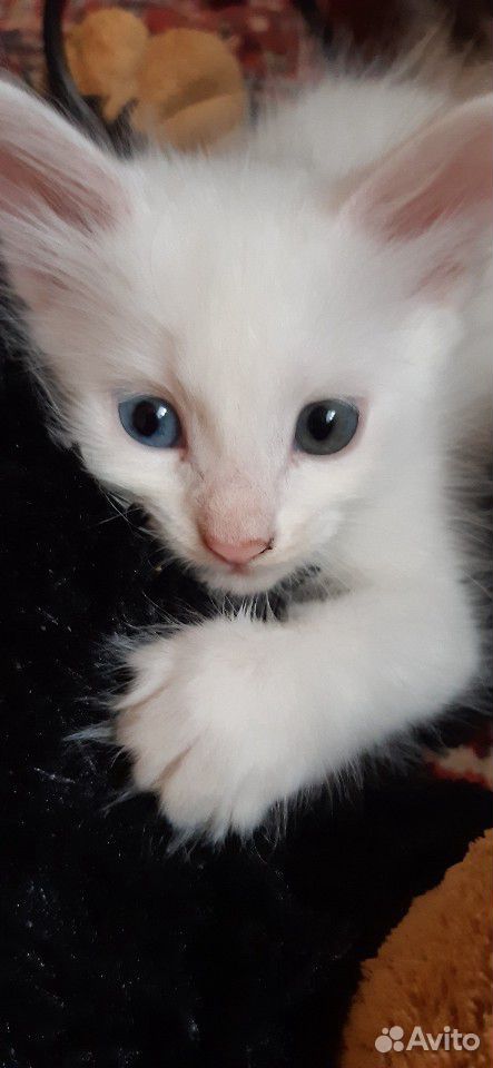 Турецкая ангора