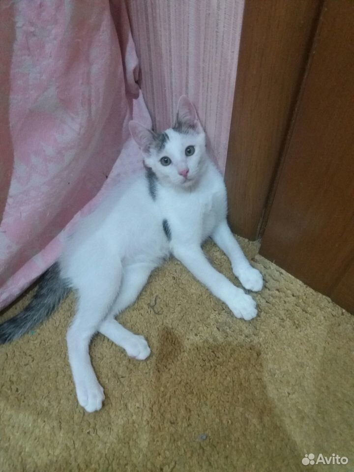 Котёнок в добрые руки