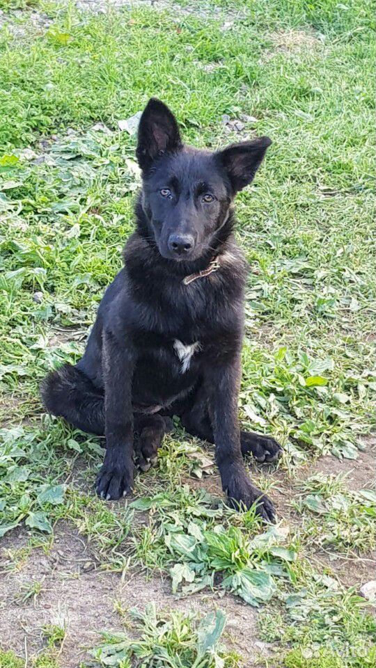 Восточноевропейская овчарка