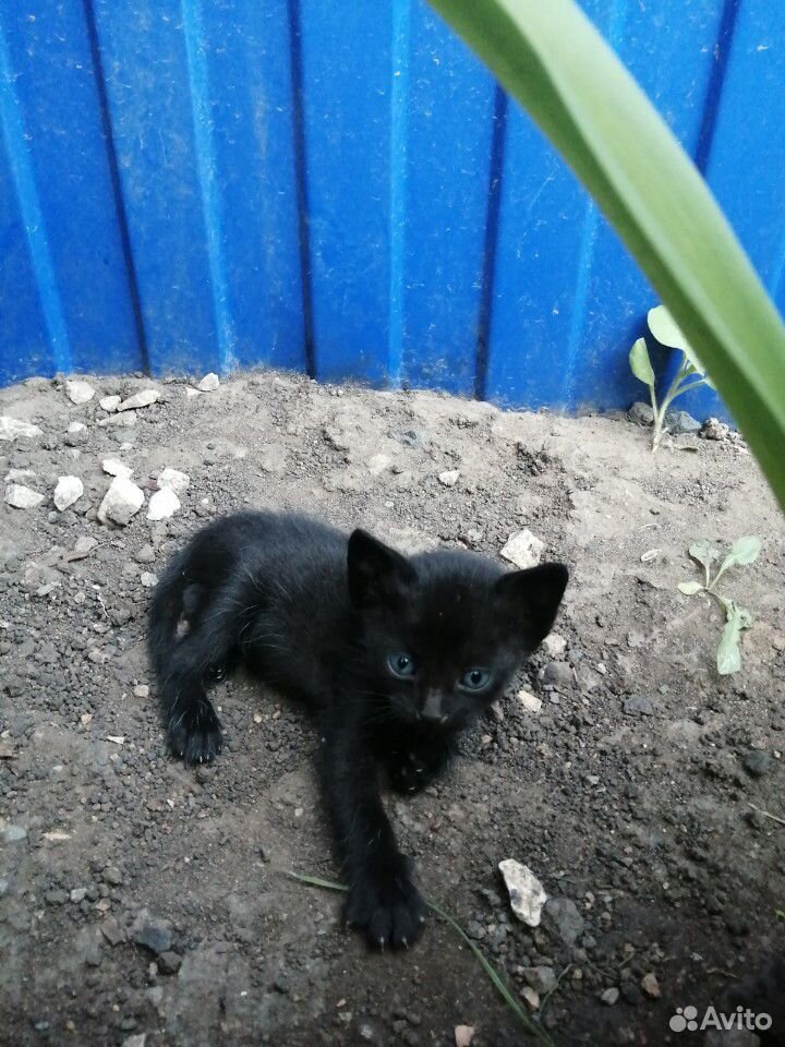 Отдам котят вроде мальчики