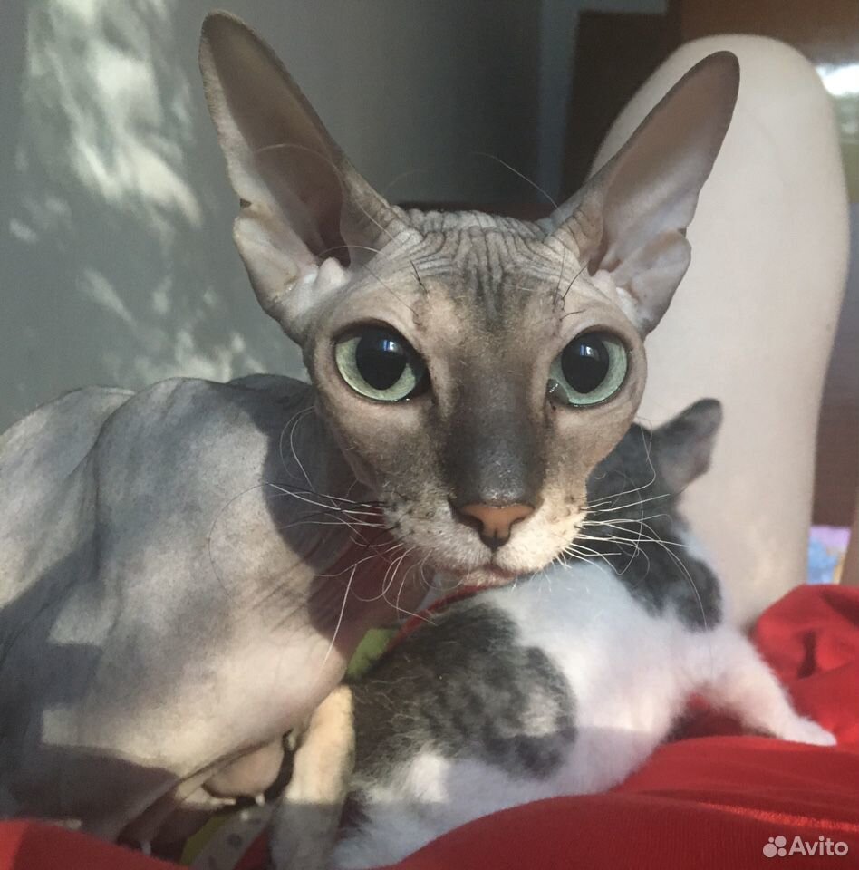 Котята от сфинкса