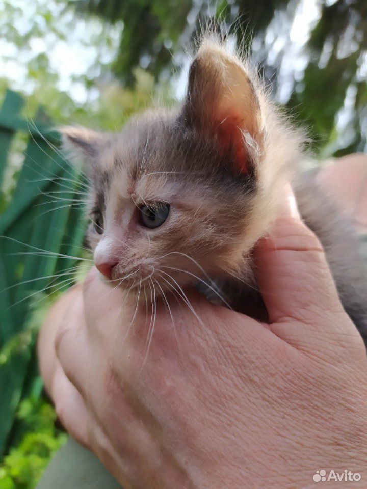 Котята