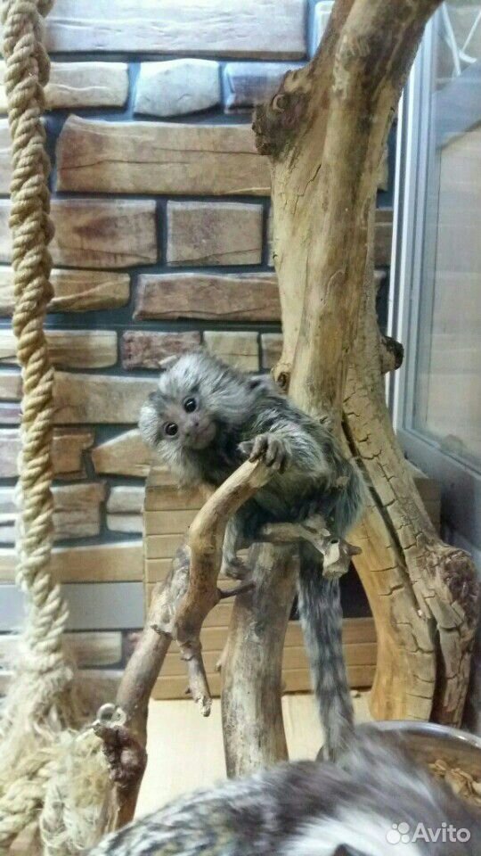 Малыши обезьянки