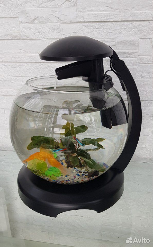 Круглый аквариум тетра