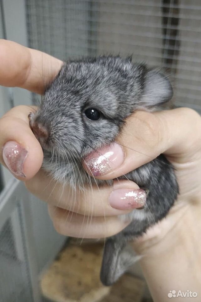 Шиншилла