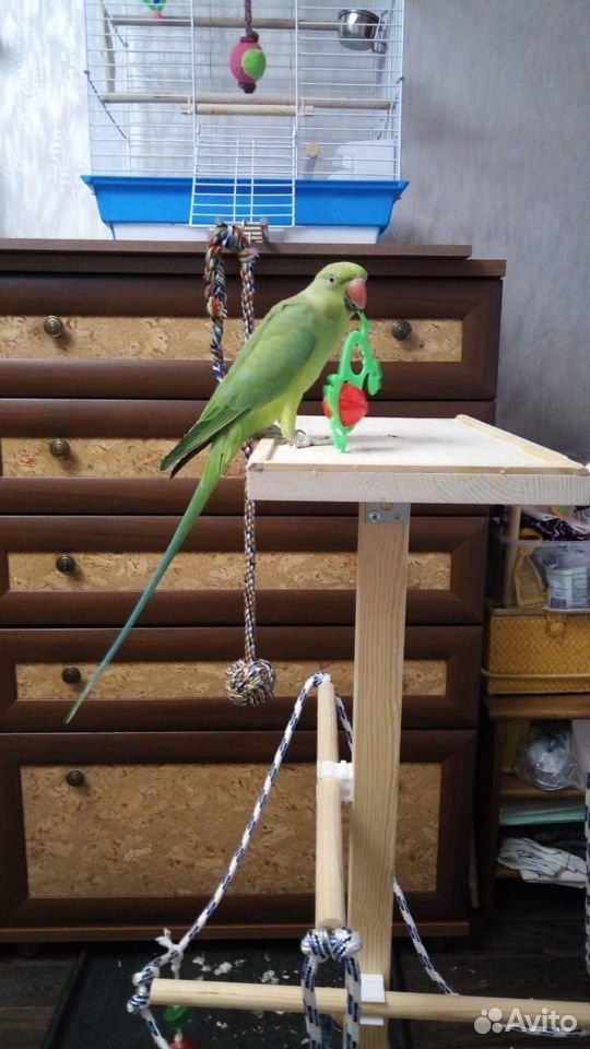 Ожереловый попугай