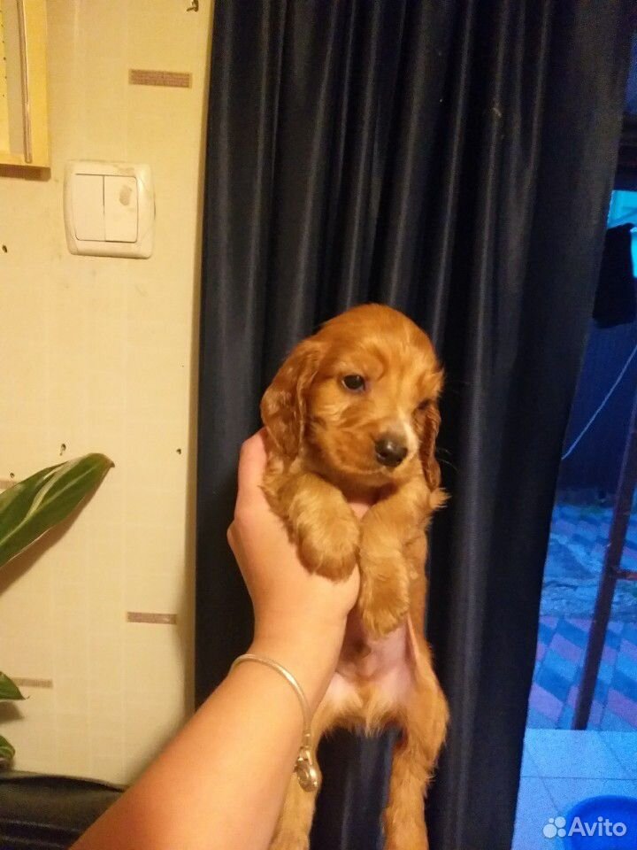 Кокер спаниель