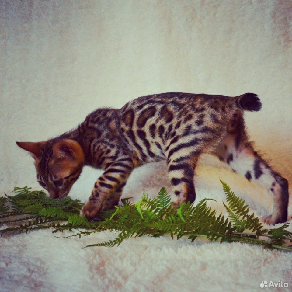 Мини Рысь Бенгальская