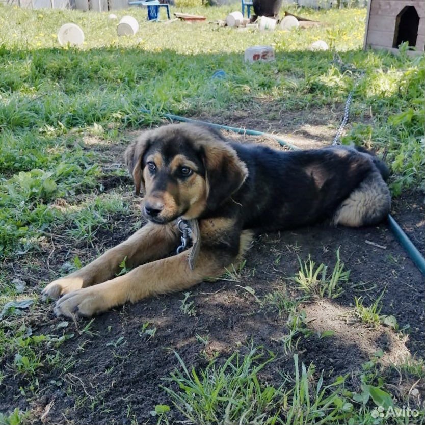 Молодая собака в добрые руки