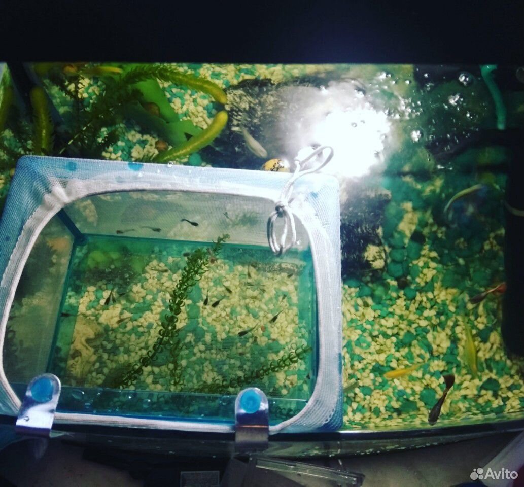 Мальки гуппи