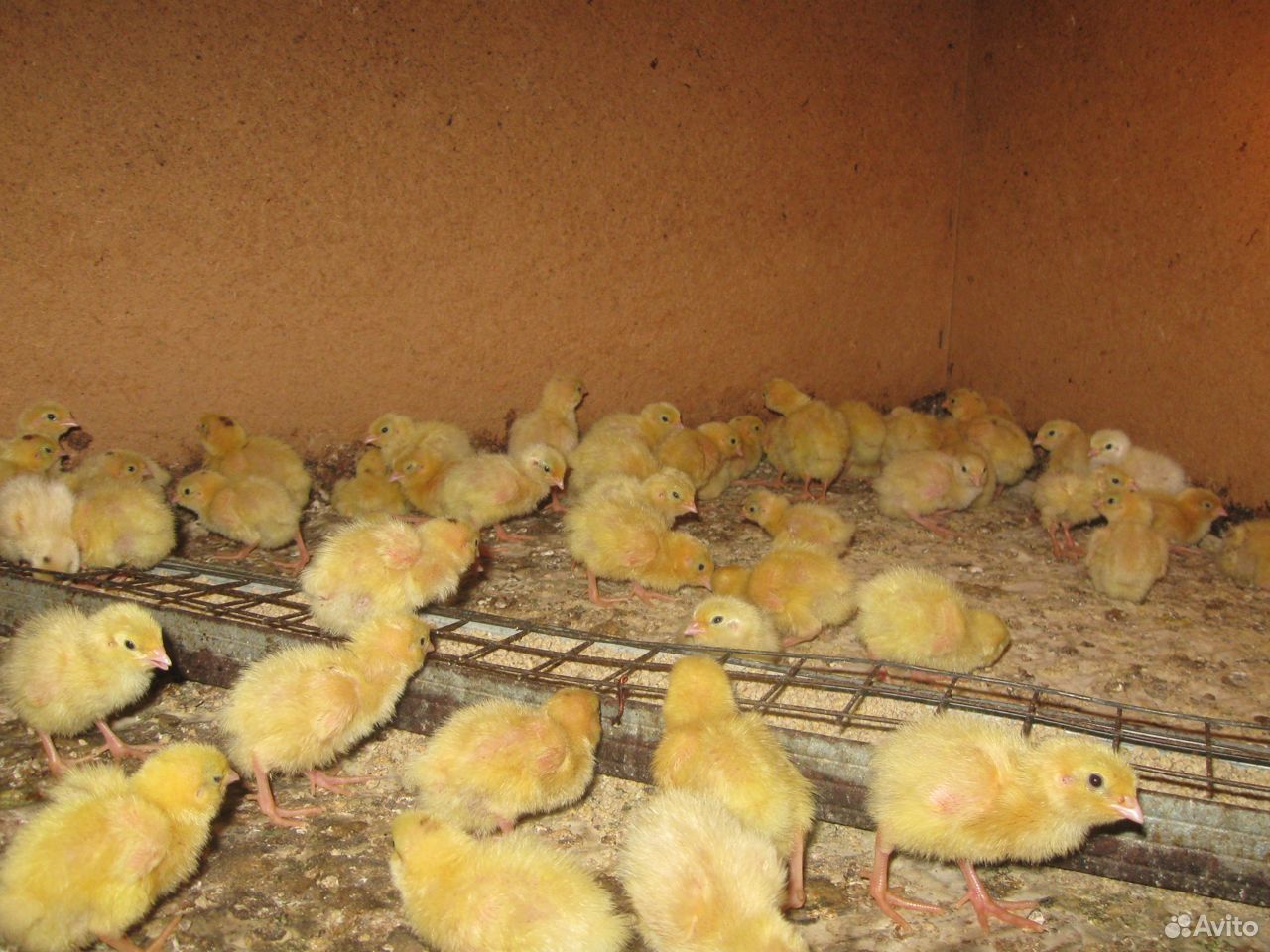 Продаю суточных перепелят