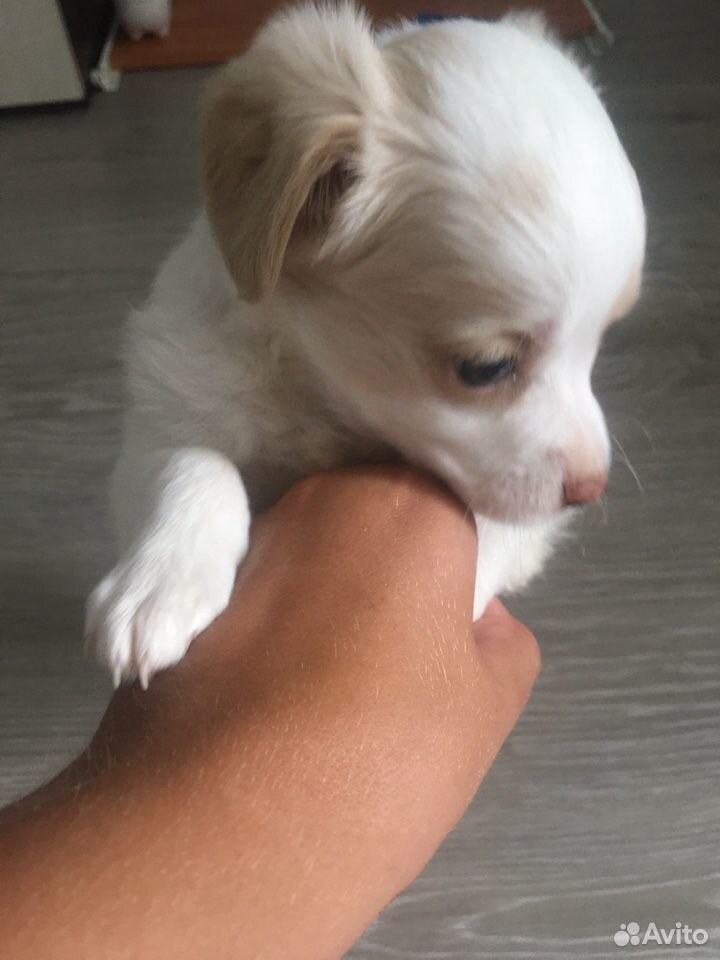 Продаётся Чихуа-хуа