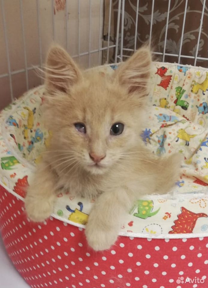Рыжий несчастный одноглазый котёнок 1,5 месяца в д