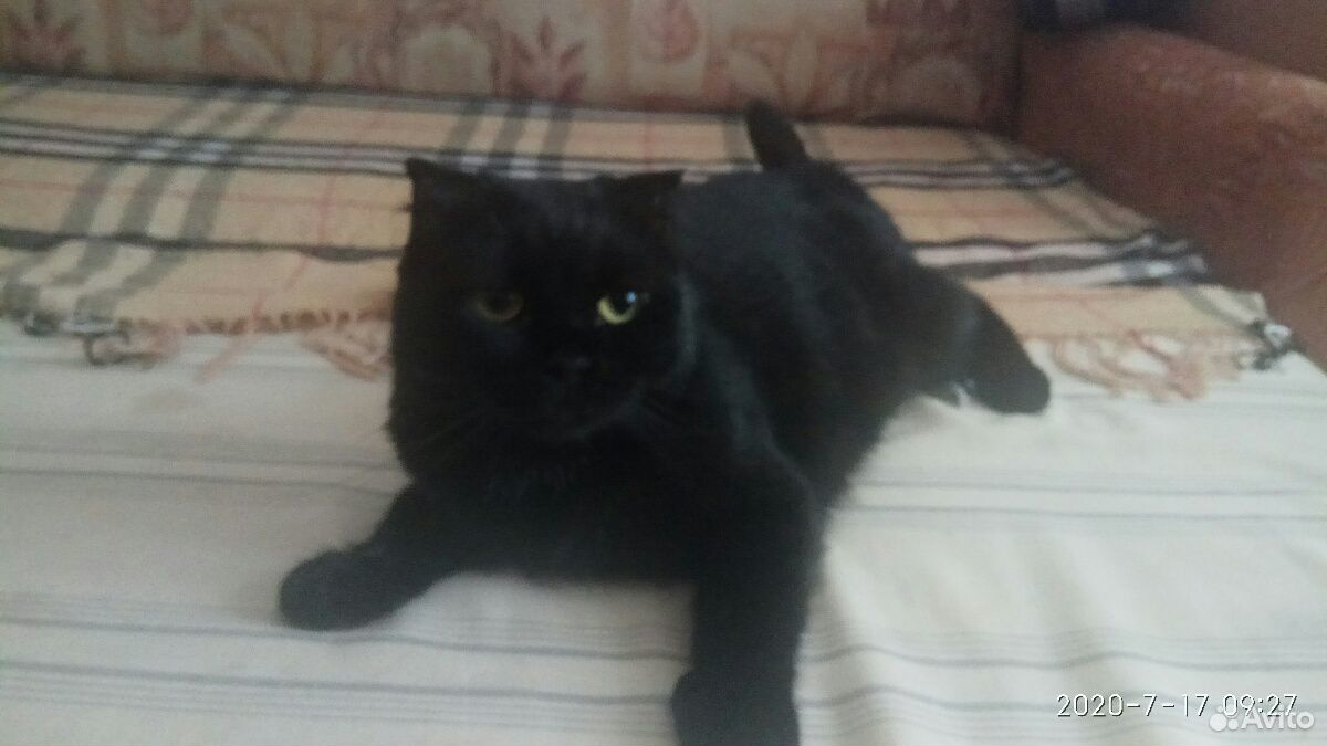 Отдам стерилизованную шотландскую вислоухую кошечк