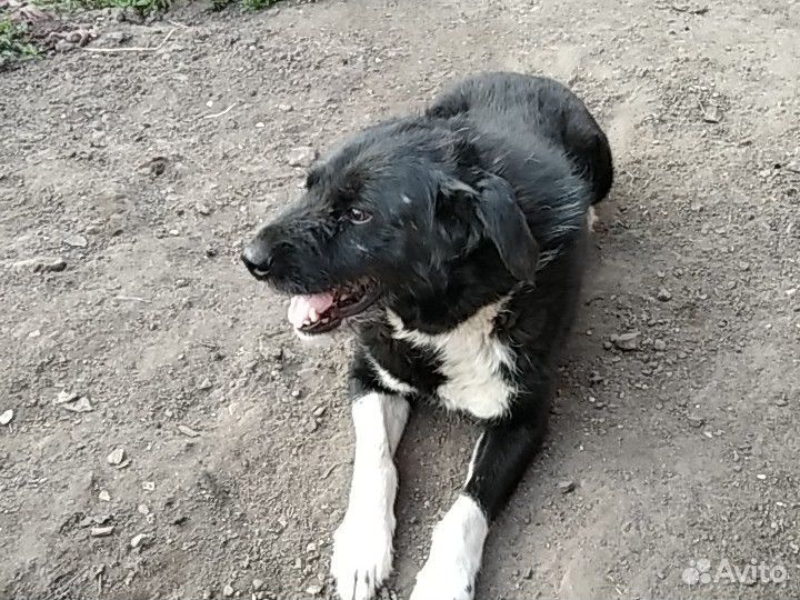 Собака гектор