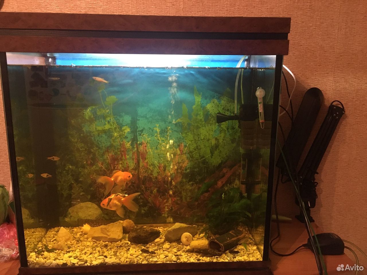 Аквариум с тумбой. Рыбки. Аквариумная техника