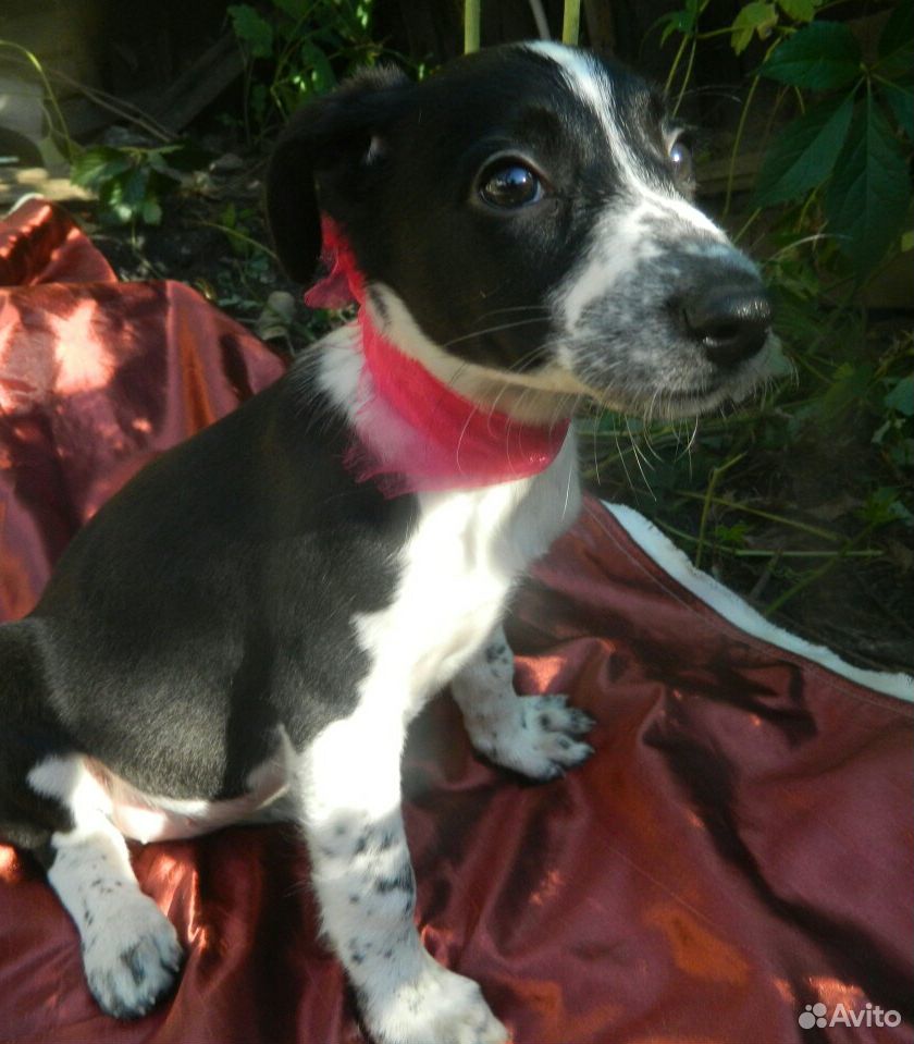 Щенок Лика ищет своего хозяина