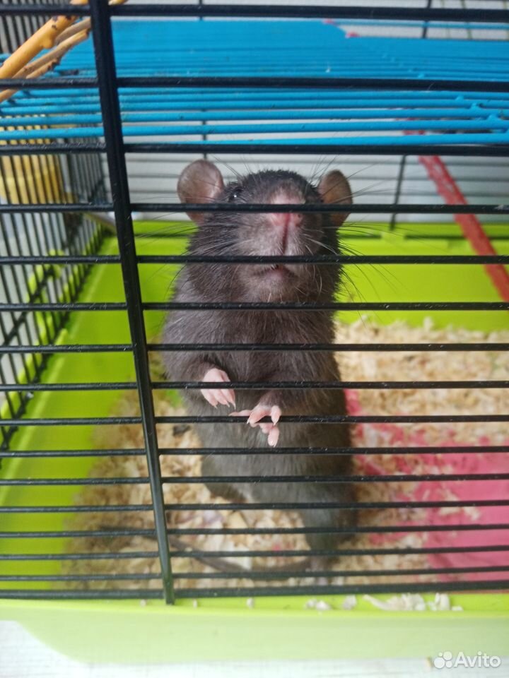 Крысенок Дамбо бесплатно