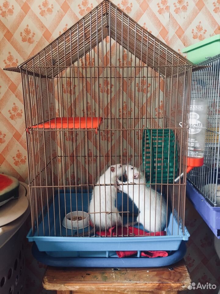 Крысята с клеткой