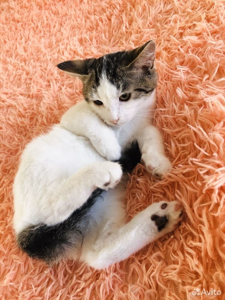 Котёнок в добрые руки