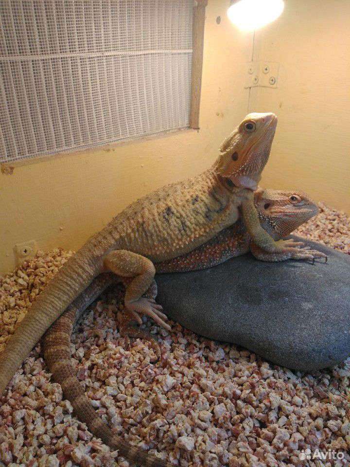 Бородатая Агама