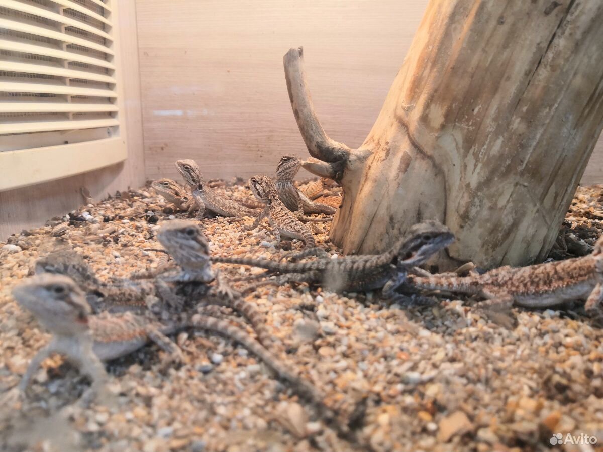 Барадатая Агама