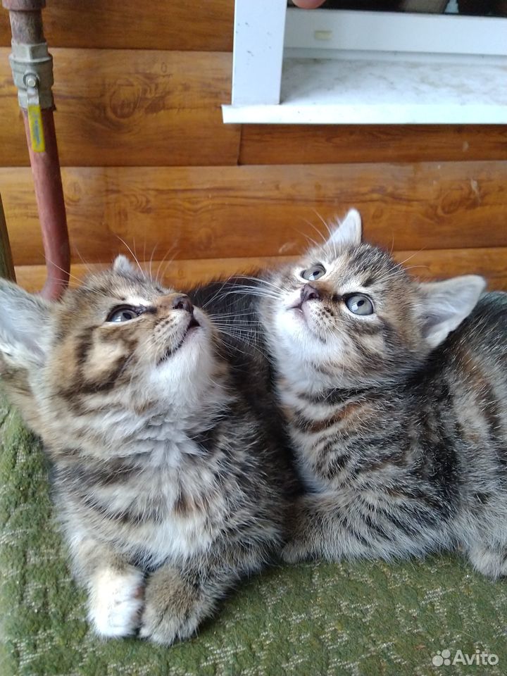 Трёхцветные котята ищут хозяев