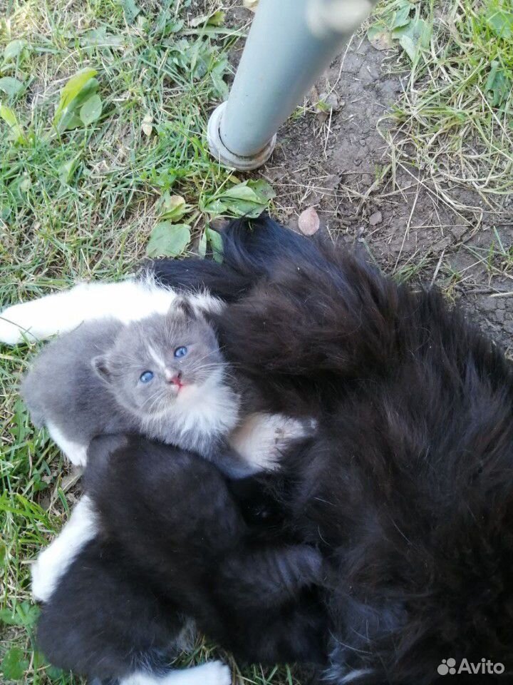 Кошка