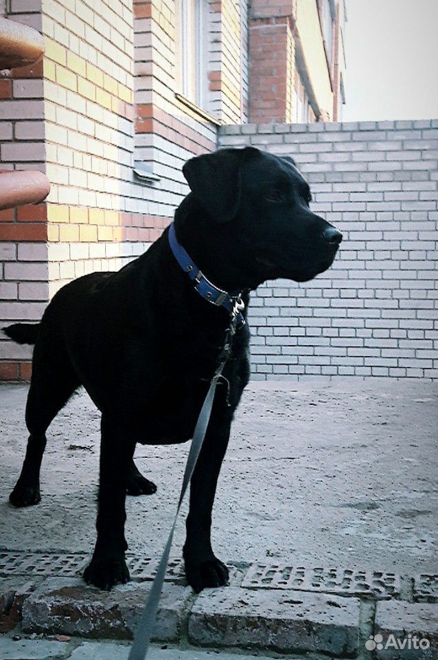 Лабрадор. Ищем мальчика для вязки