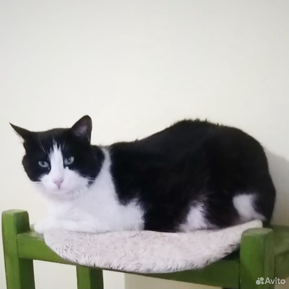 Красивый крупный взрослый кот