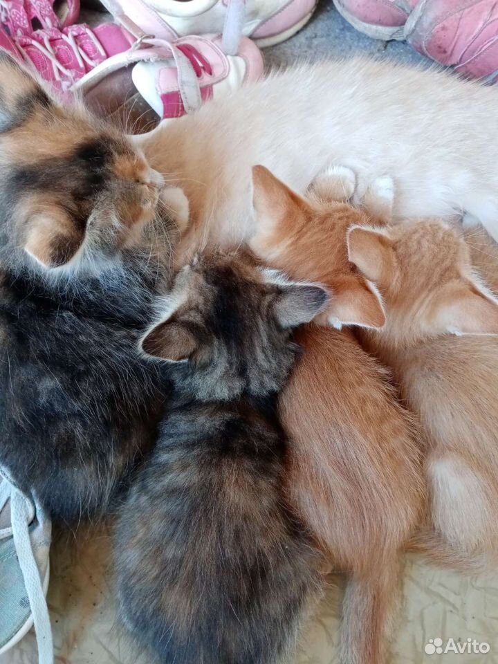 Кошка