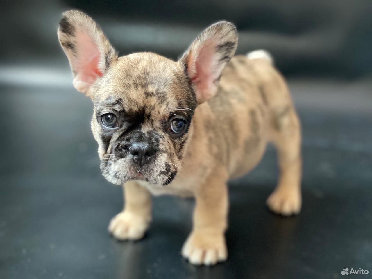 Французская булочка