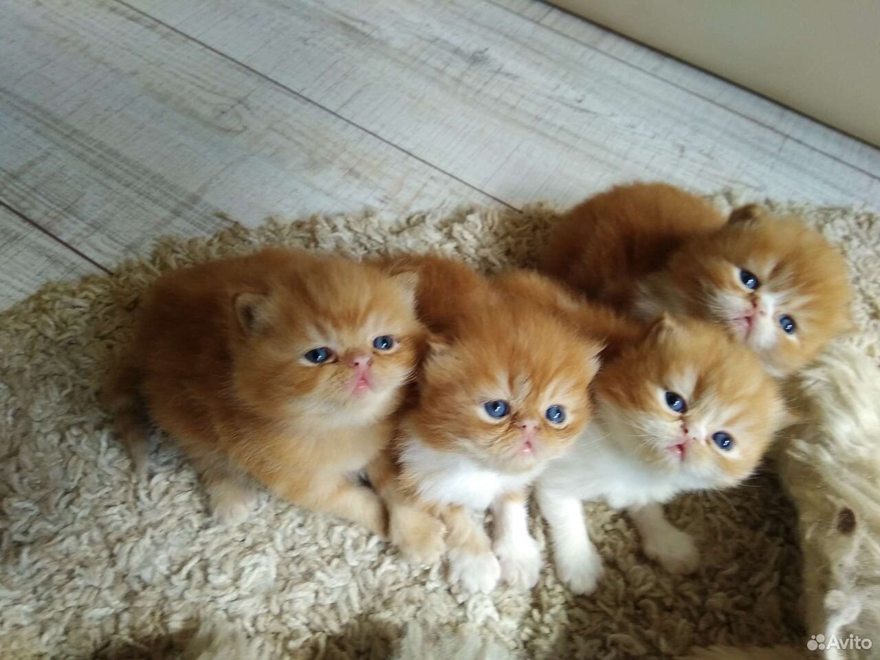 Кошка экзотические персы