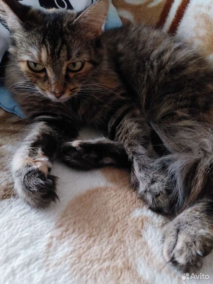 Кошка