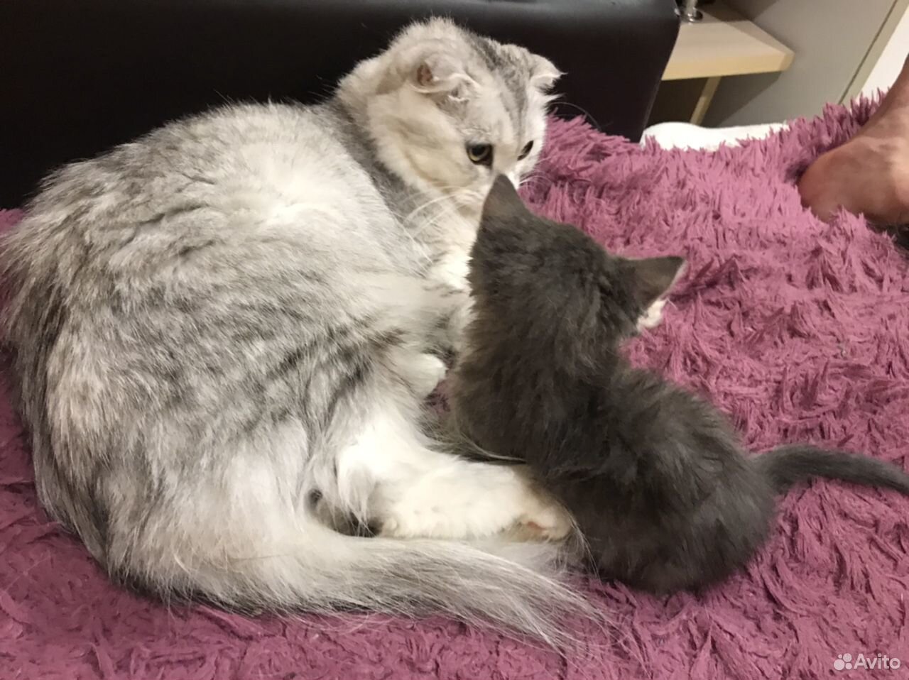 Отдадим котёнка бесплатно в добрые руки