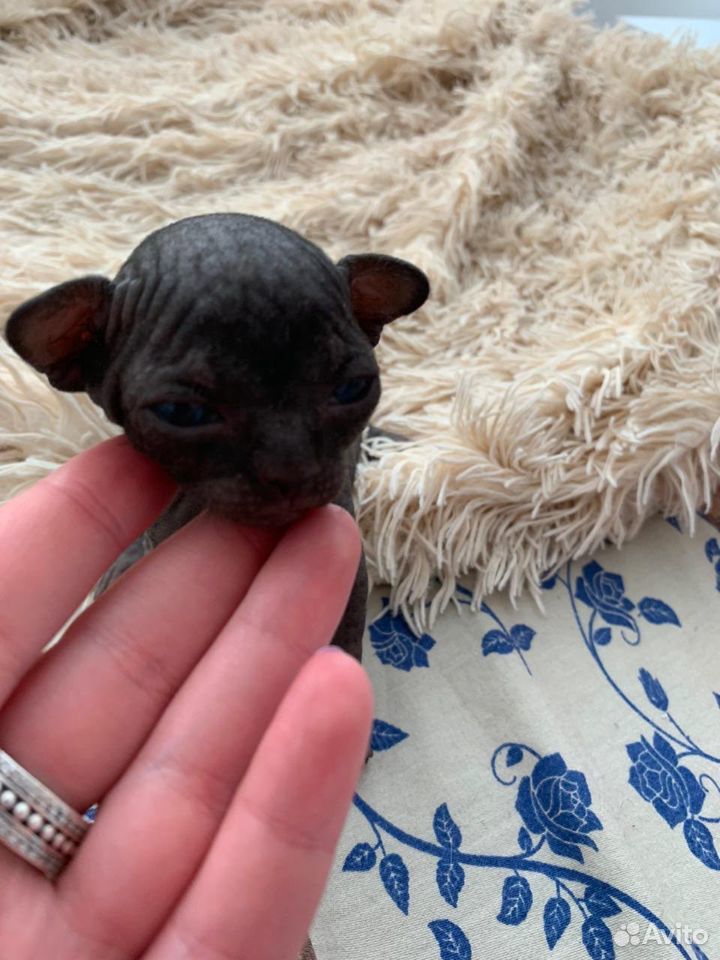 Маленькая Канадочка