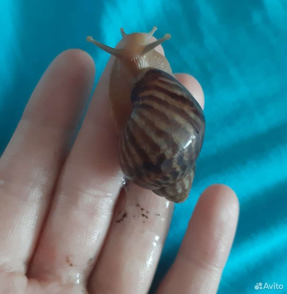 Улитка Ахатинка
