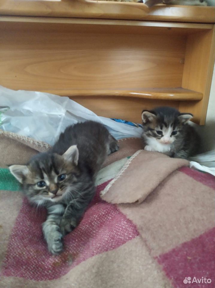 Замечательные котята в хорошие руки