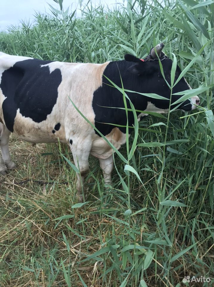 Коровы быки свини