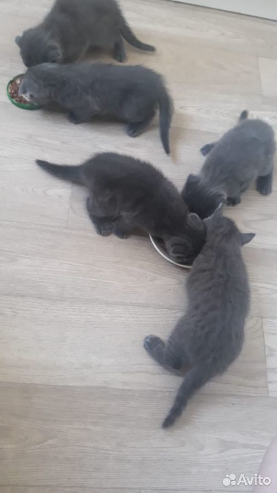 Щотландская вислоухая котята