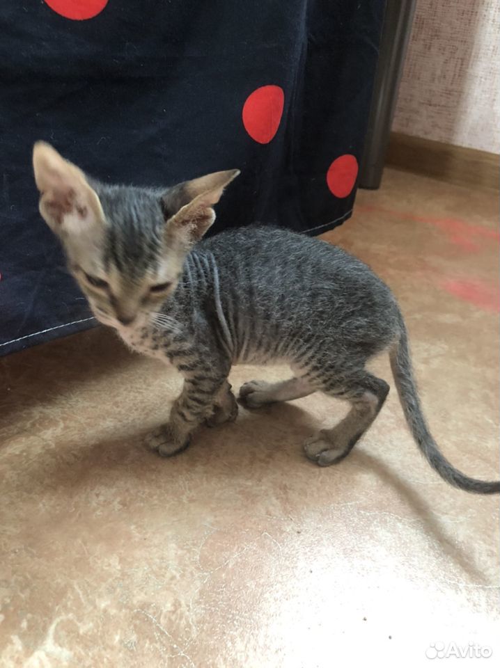 Донской сфинкс