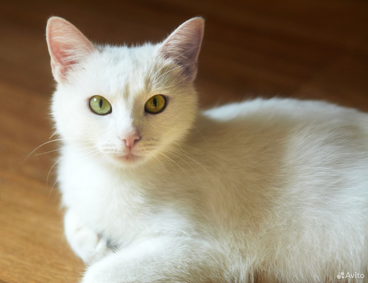 Кошка Шанель