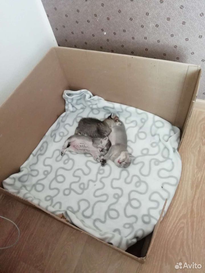 Продаю британских котят