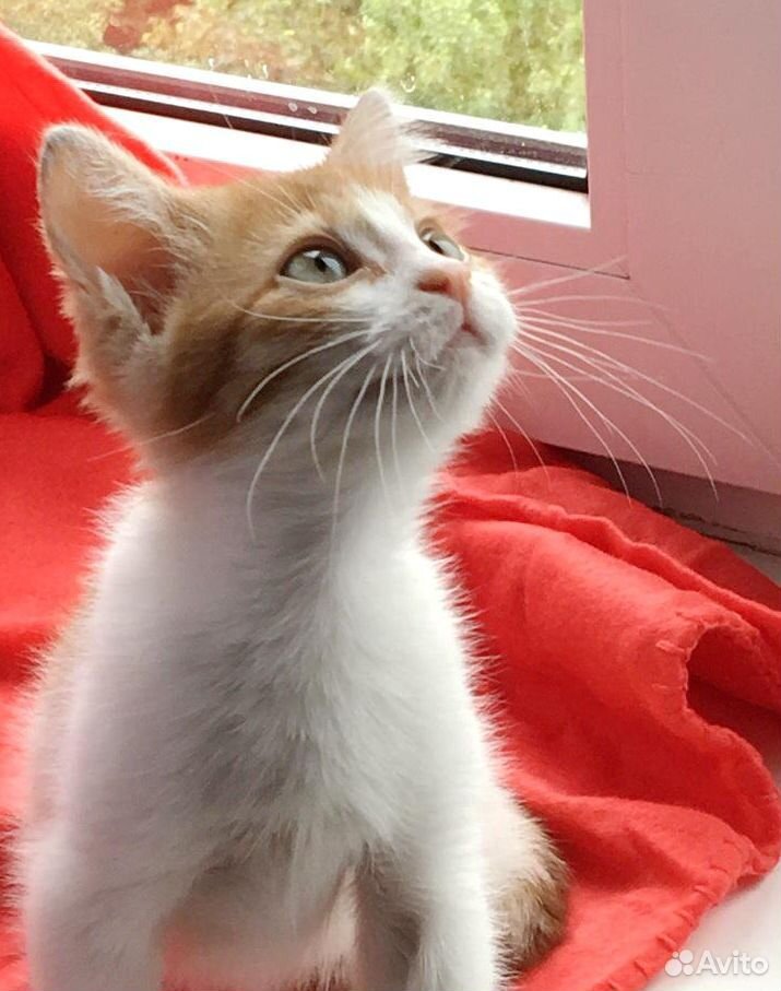 Ники -Мраморный рыжик - добрый мальчик 2 мес.в дар