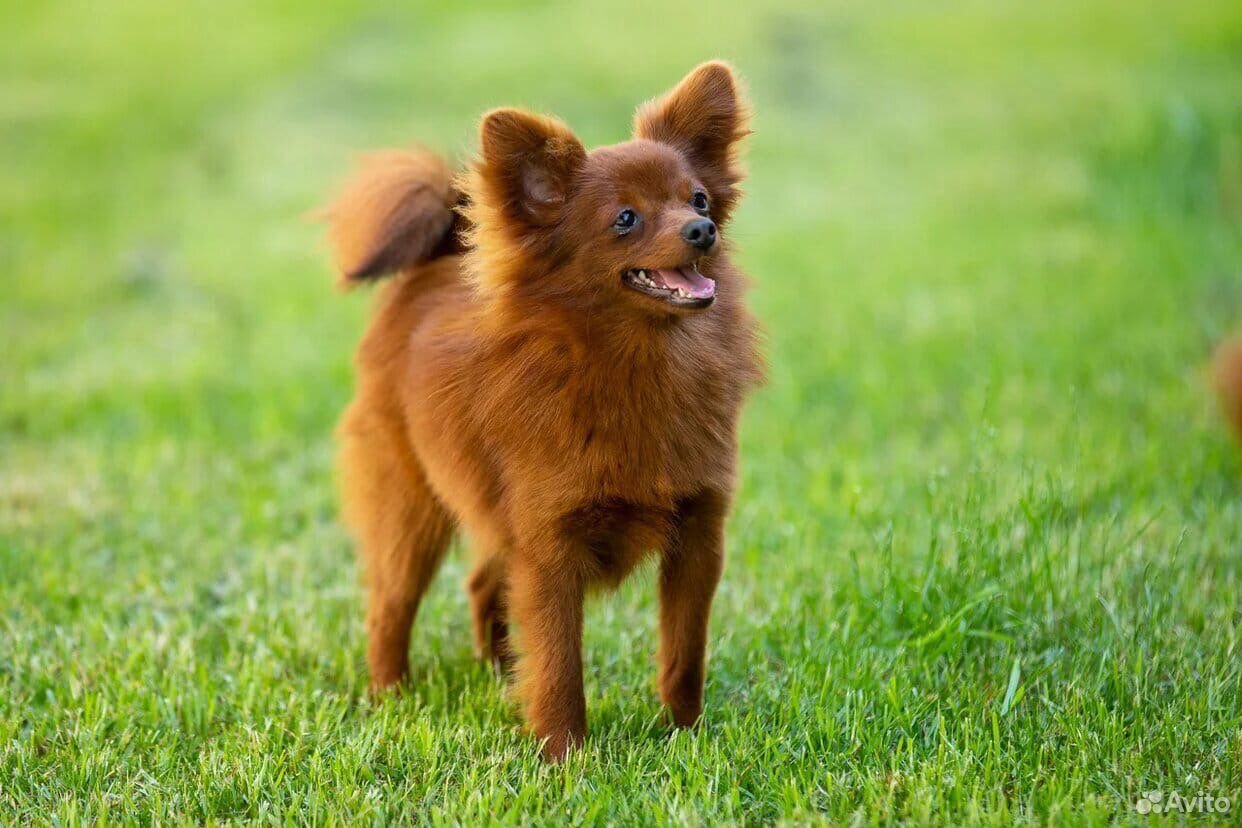 Продаётся красавица девочка