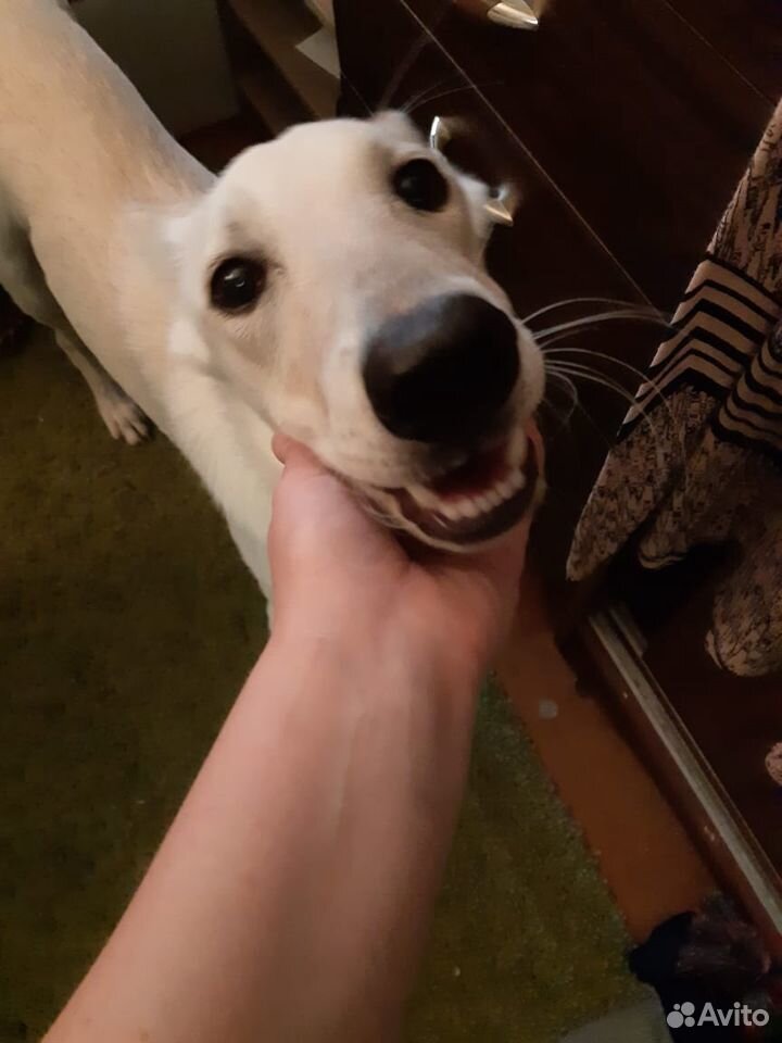 Щенок метис Овчарки 6 месяцев