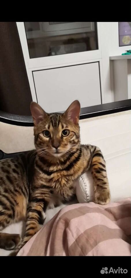 Бенгал ищет подружку