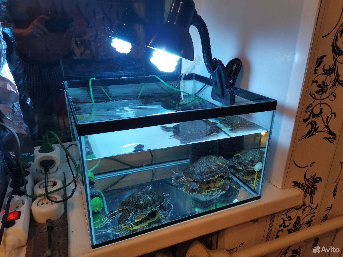 Черепахи красноухие со всем необходимым, полный ко