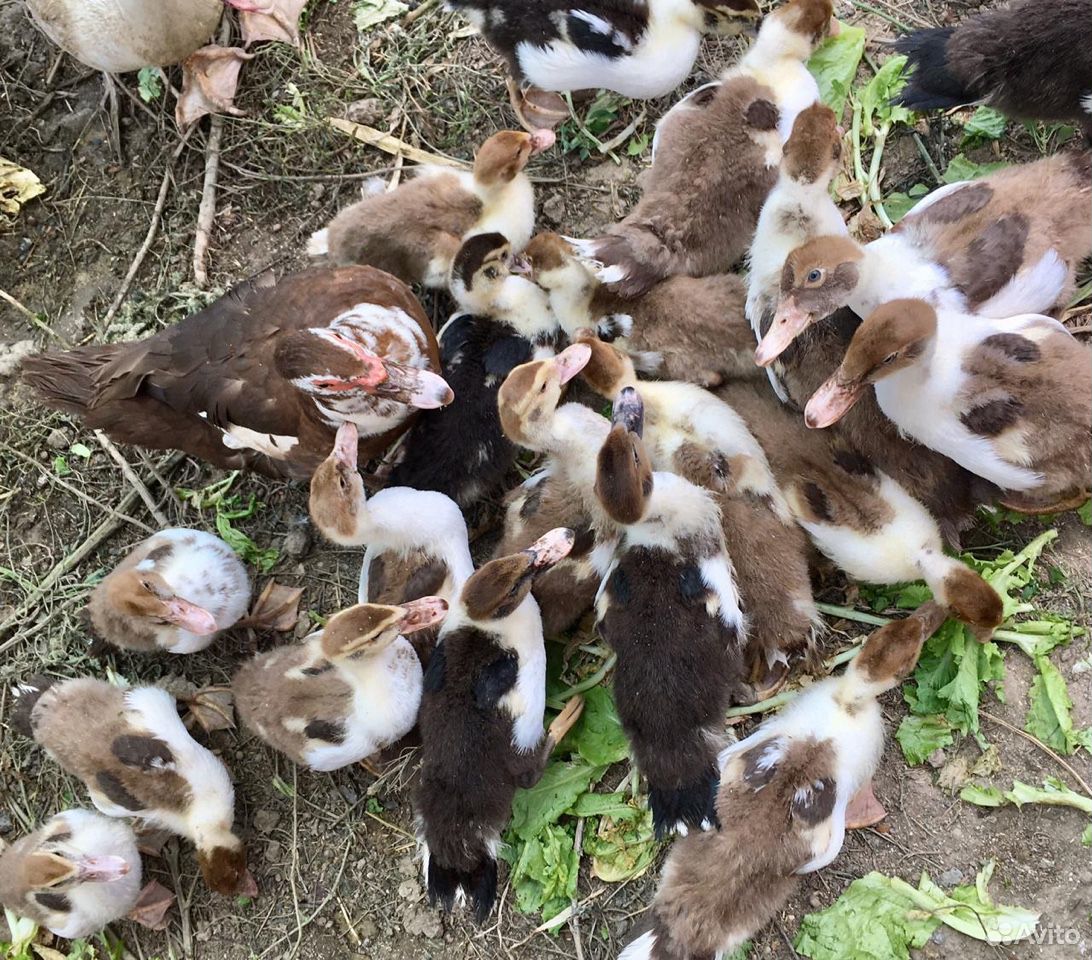 Индоутята )